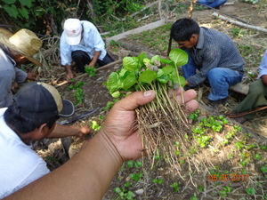 Malongo - Coffee, from plantation to cup