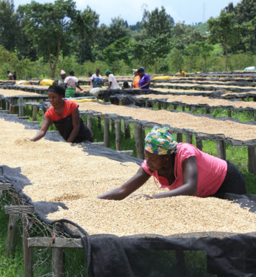 Congo - Malongo - Small coffee producers in Lake Kivu