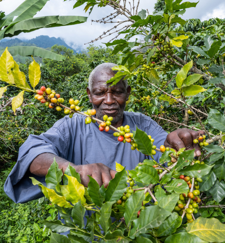 Congo Virunga - Malongo - Accompagner les producteurs de café