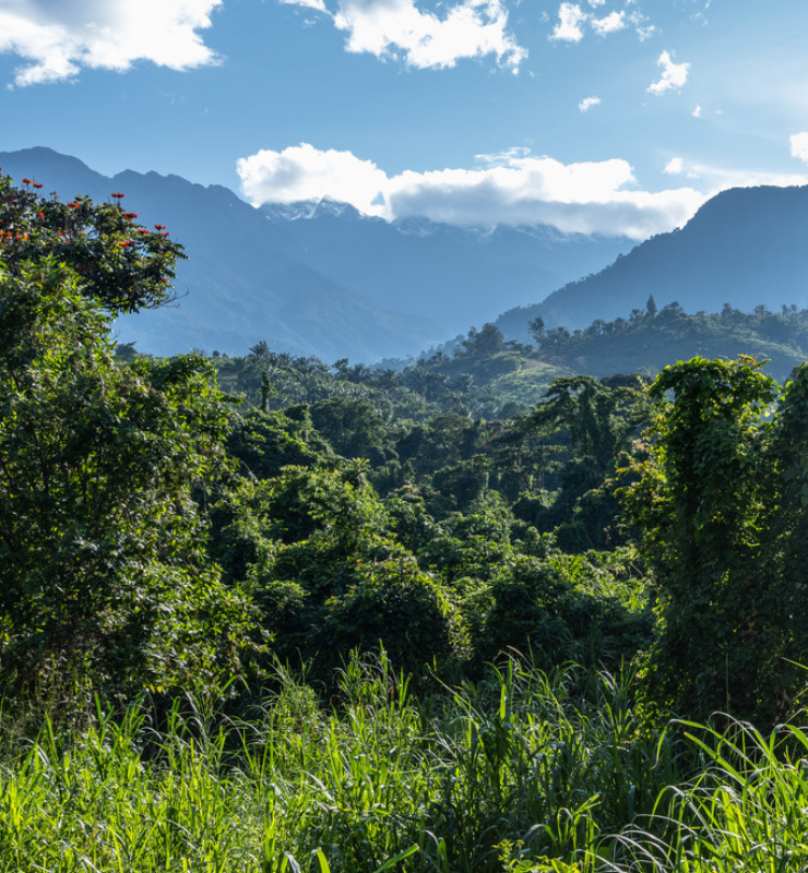 Congo Virunga - Malongo - Accompagner les producteurs de café