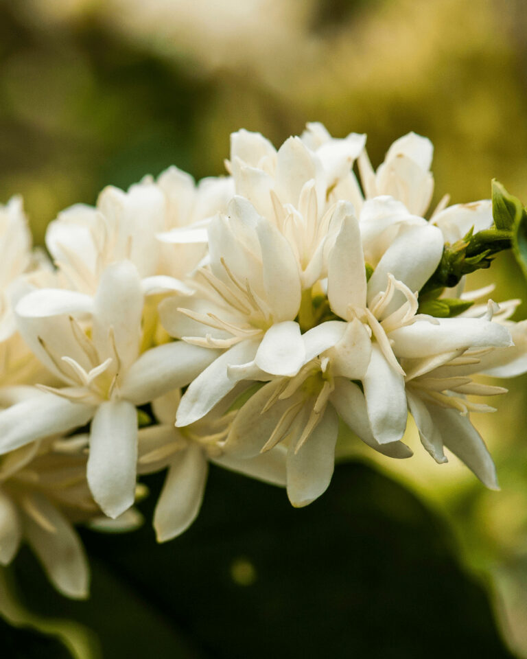 Cereza de café: fruto del cafeto - Malongo