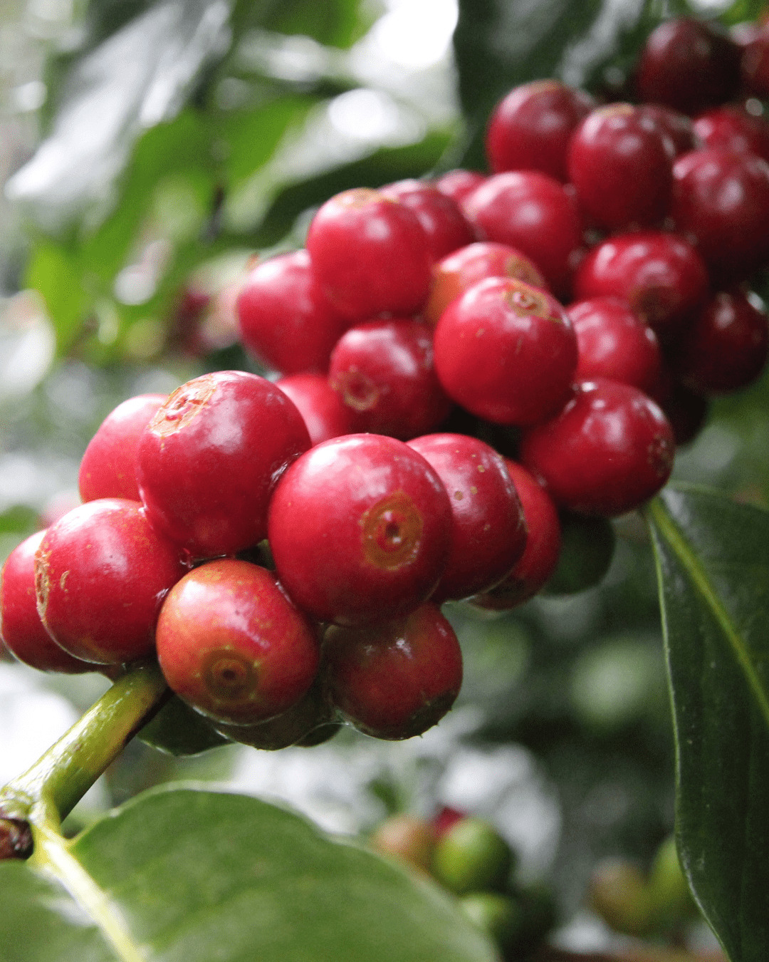 Cereza de café: fruto del cafeto - Malongo